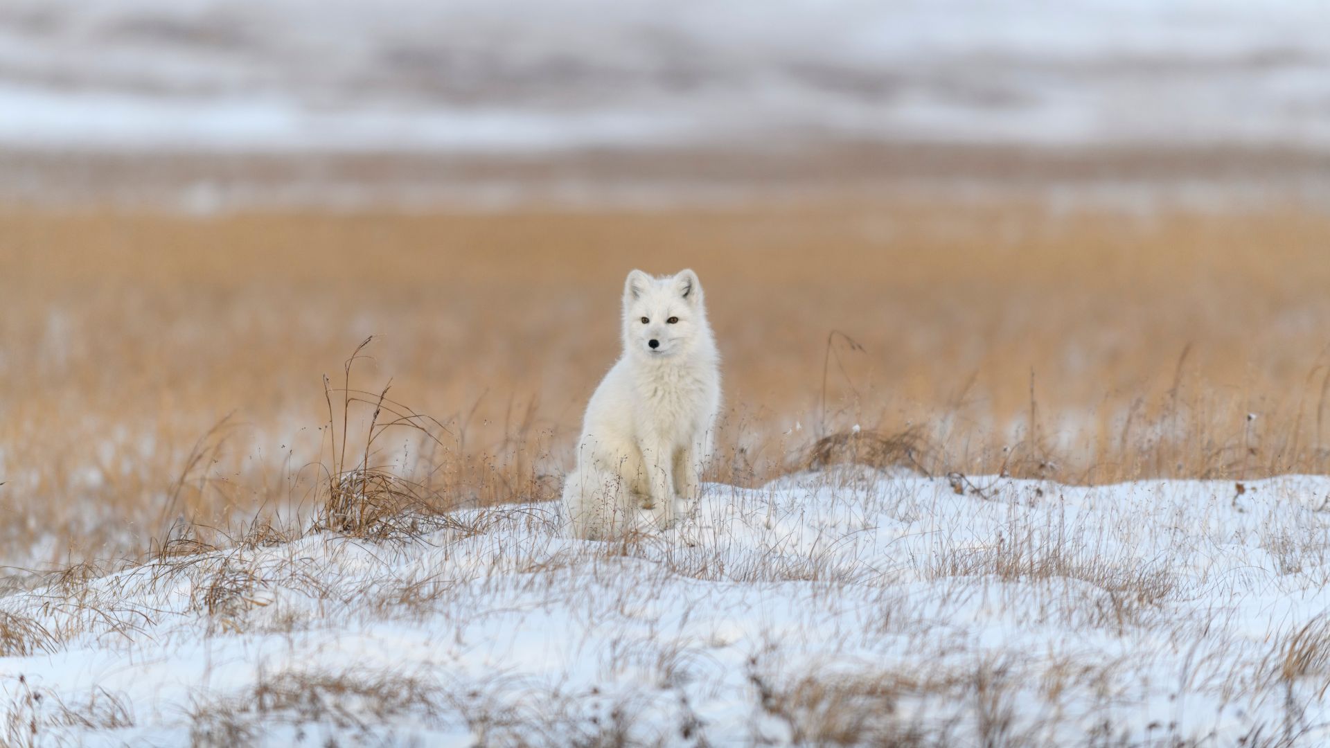 Arctic Fox: Adaptations, Habitat, and Climate Challenges | Antarctica Wildlife
